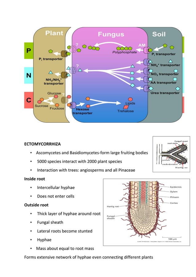 Biofertilizers pdf | PDF