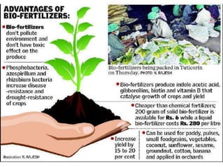 Biofertilizers ppt | PPTX