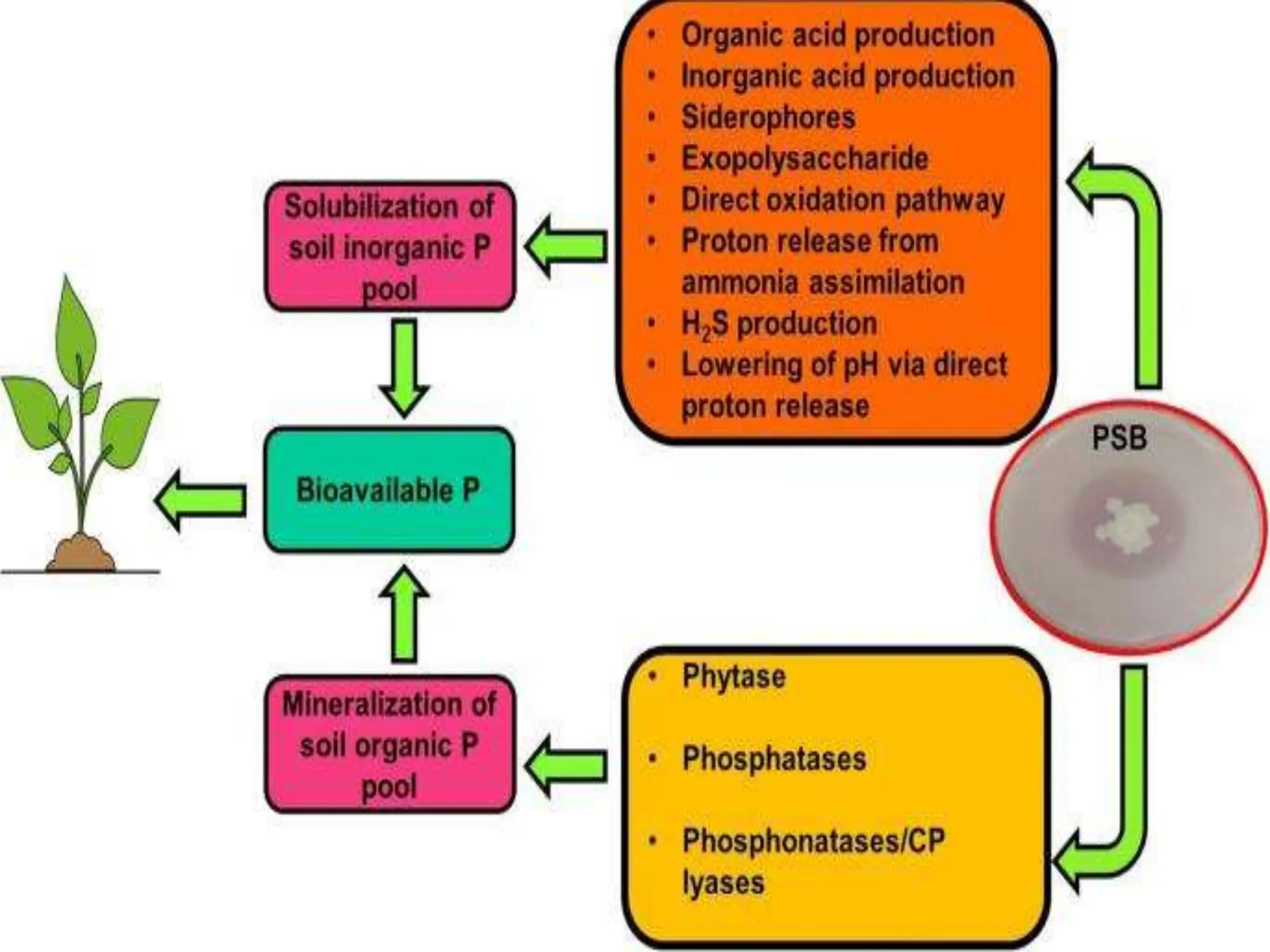 Biofertilizers ppt.pptx | Agriculture | Industries