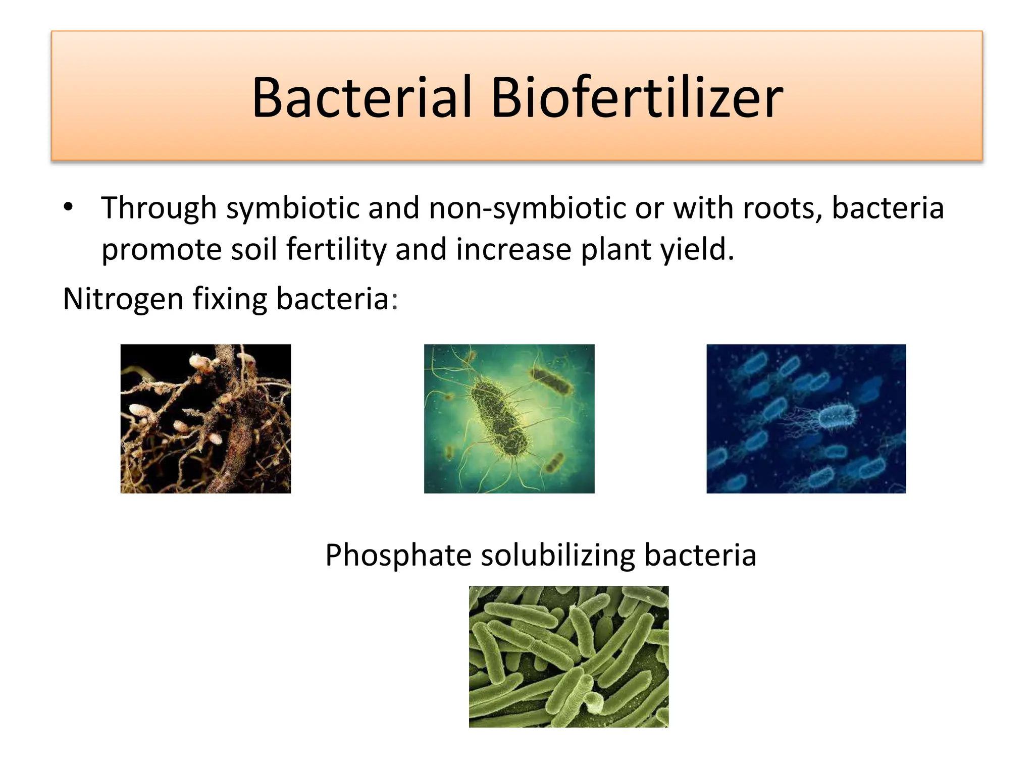 Biofertilizers ppt.pptx | Agriculture | Industries