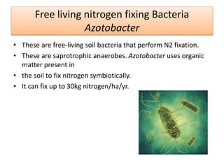 Biofertilizers ppt.pptx | Agriculture | Industries