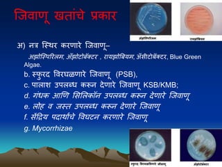 Biofertilizers_PPT12.ppt