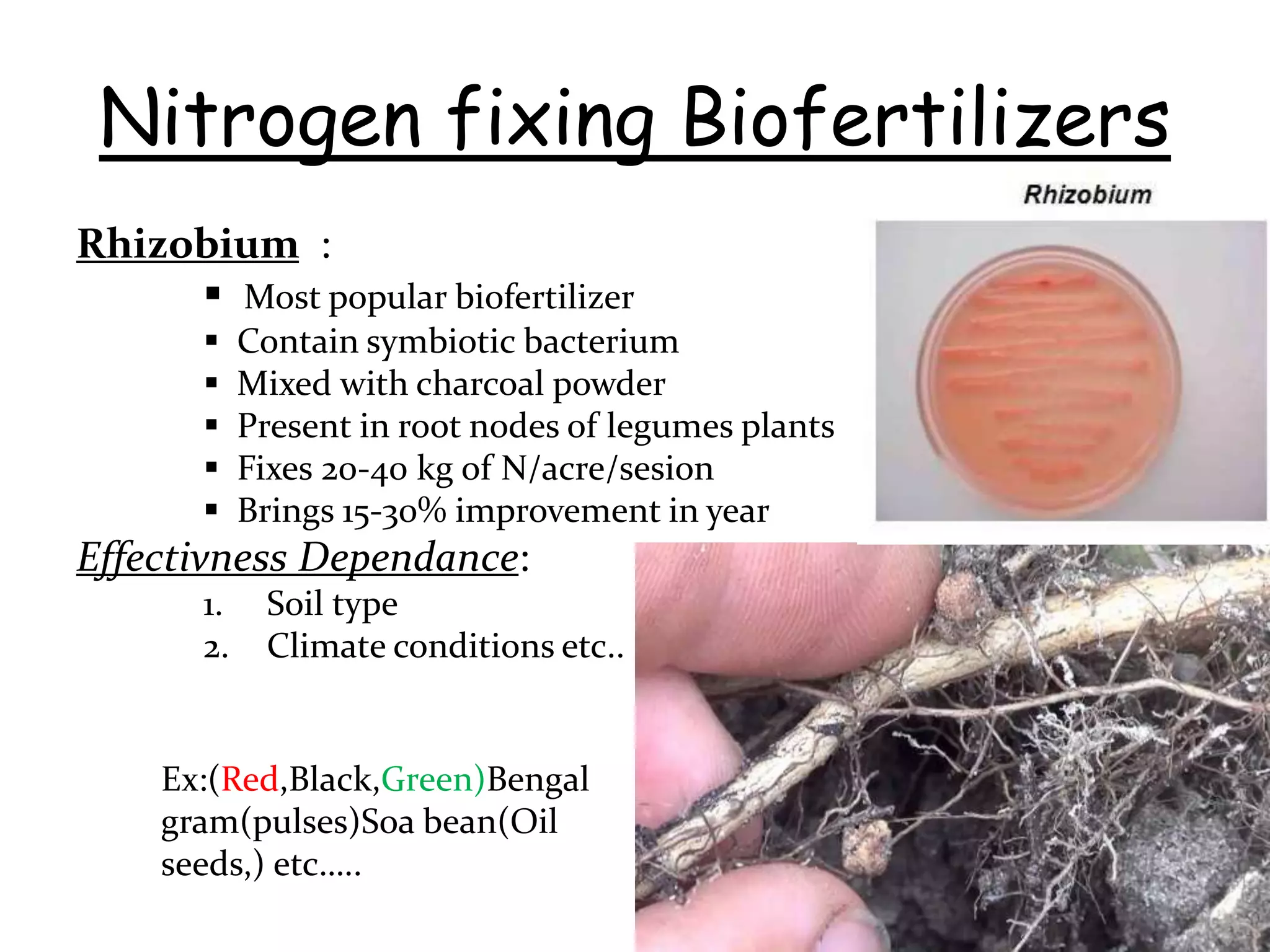 Biofertilizers slide share by ssk | PPTX