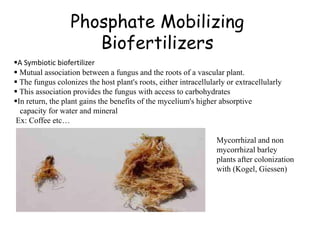 Biofertilizers slide share by ssk | PPTX