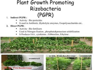 Biofertilizers slide share by ssk | PPTX