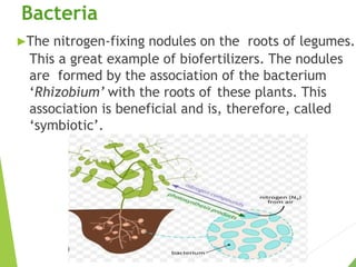 biofertilizervp-190212042148.pptx