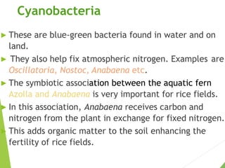 biofertilizervp-190212042148.pptx