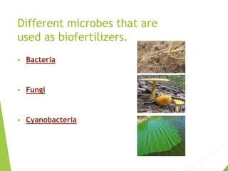 biofertilizervp-190212042148.pptx