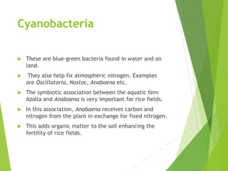 Biofertilizer vp | PPTX