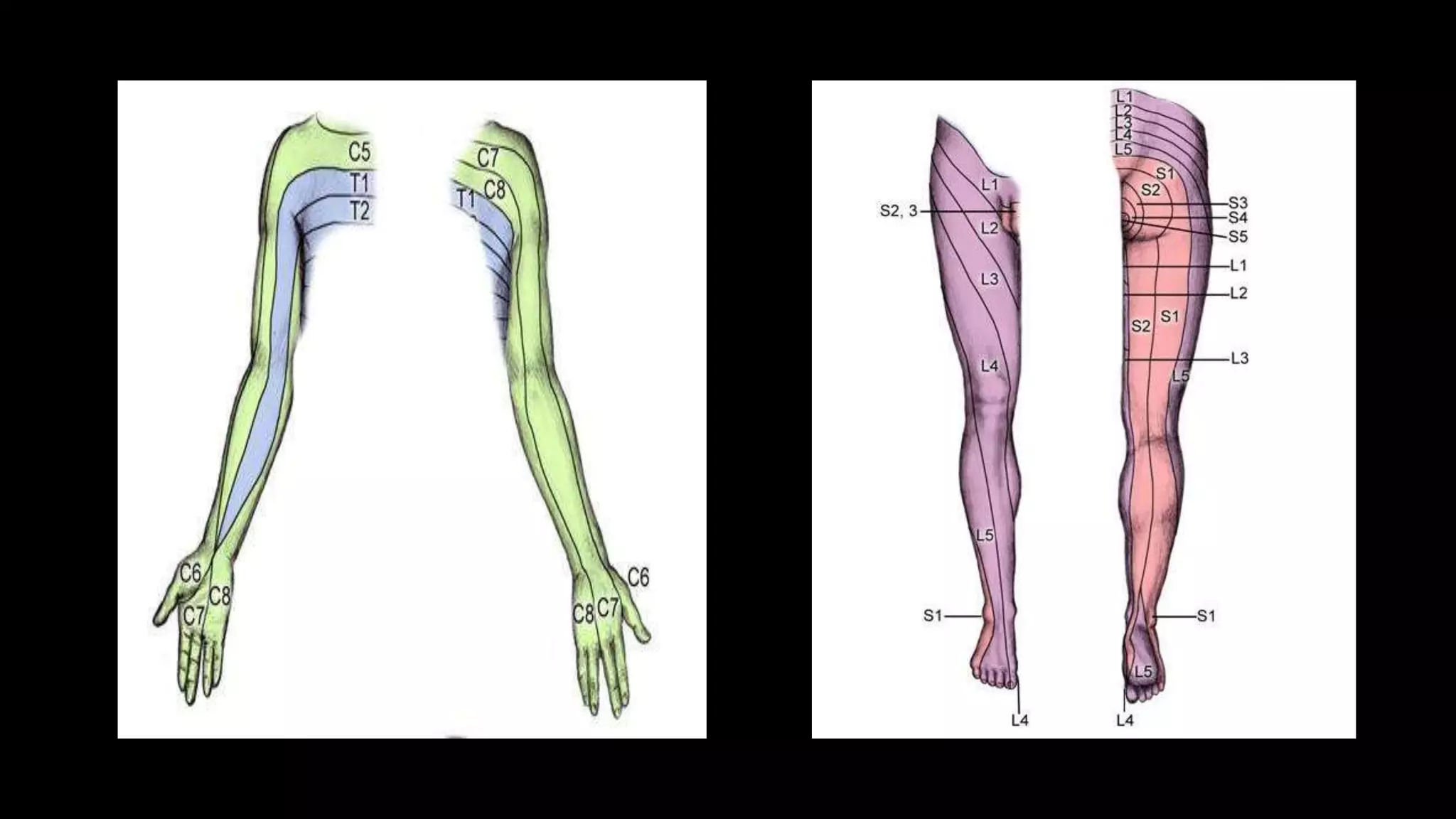 Biofield Viewer Advanced Interpretation 2018/9 | PPTX