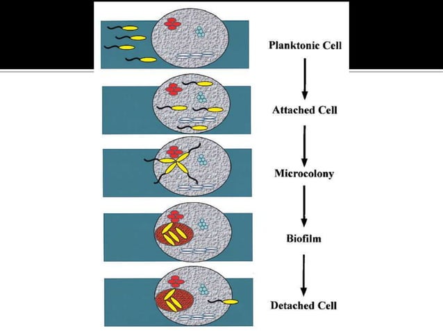 Biofilm | PPTX