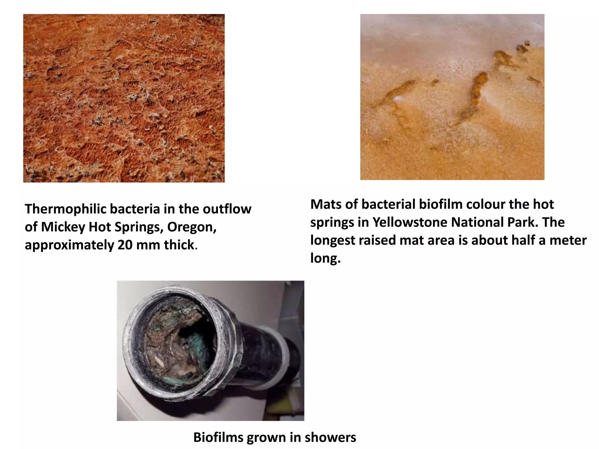 Biofilm | PPTX