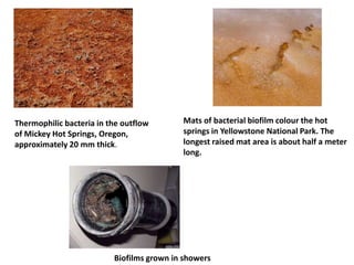 Biofilm | PPTX