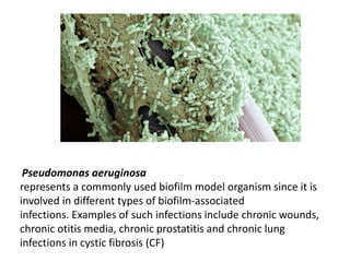 Biofilm | PPTX