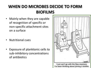 Biofilm | PPTX