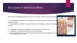 Biofilm | PPT