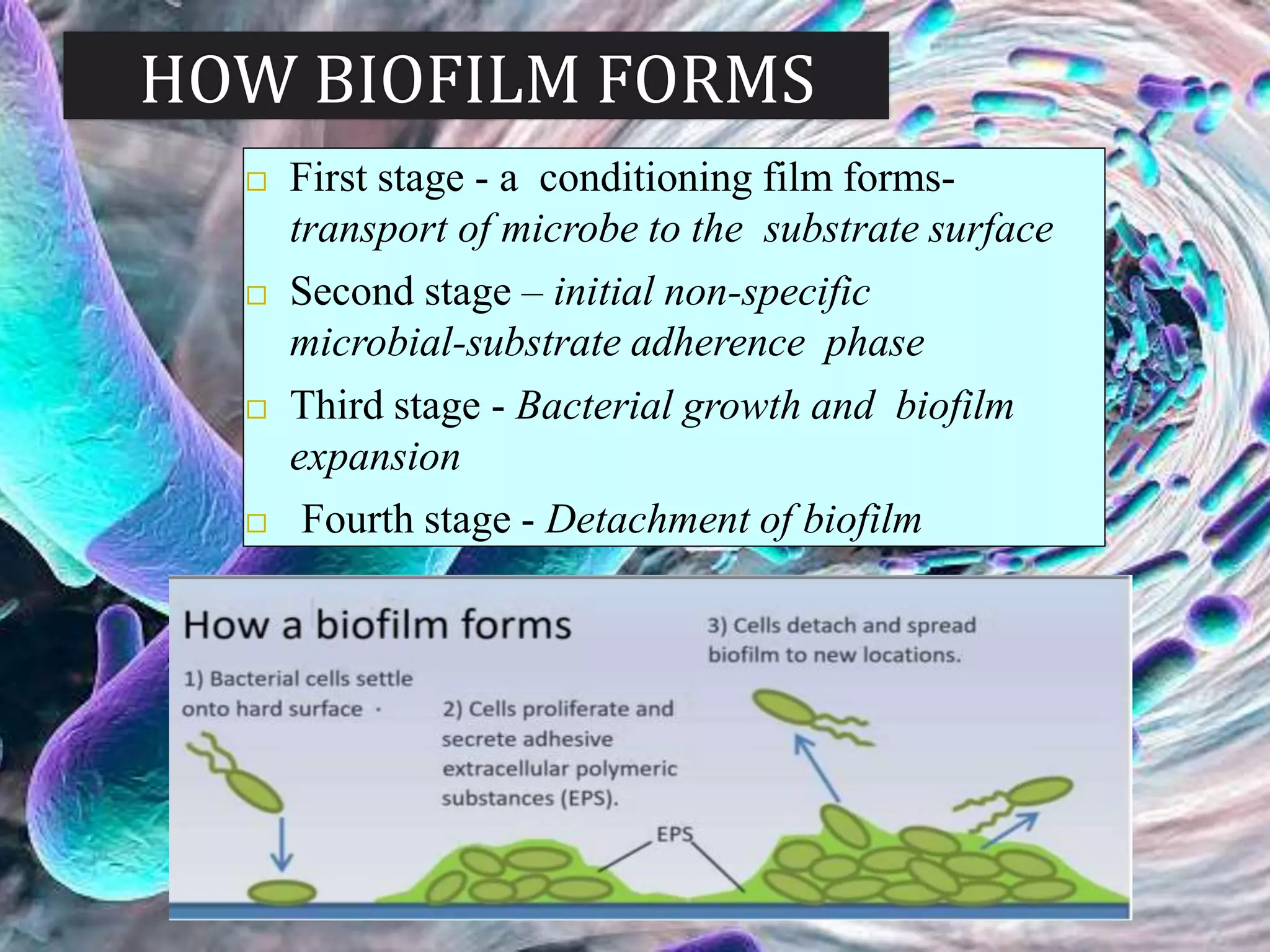 Biofilms | PPTX