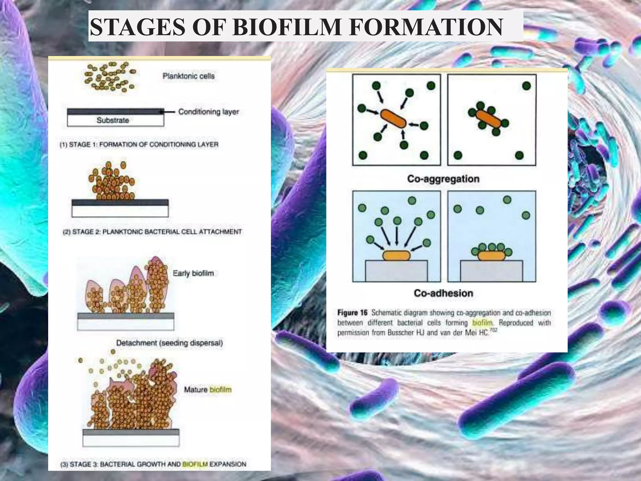 Biofilms | PPTX
