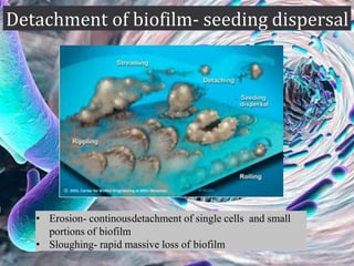 Biofilms | PPTX