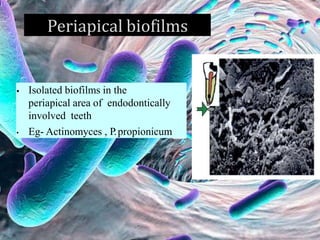 Biofilms | PPTX