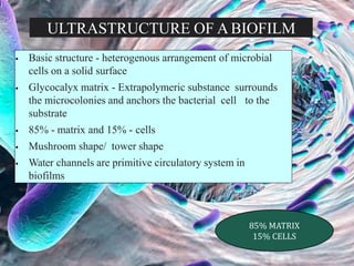 Biofilms | PPTX