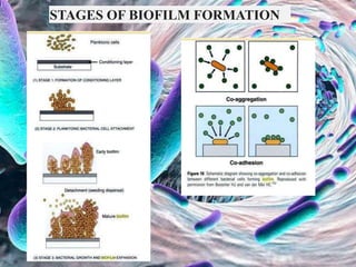 Biofilms | PPTX