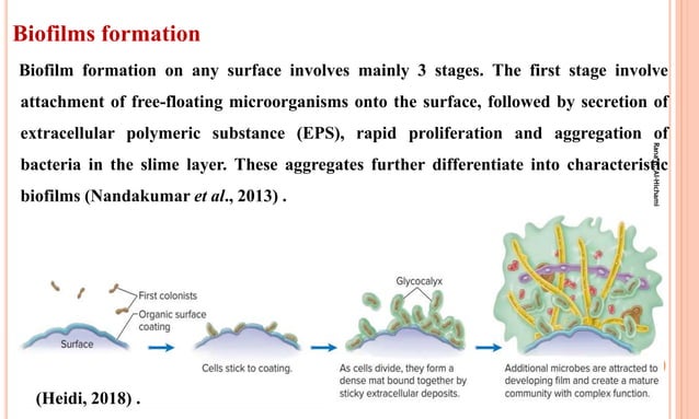 Biofilm | PPT
