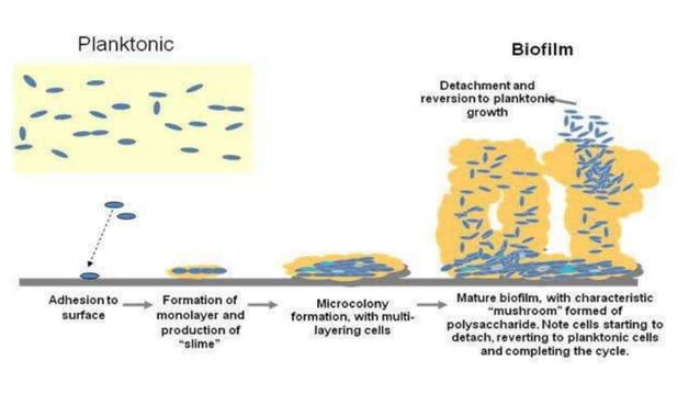 Biofilm.pptx