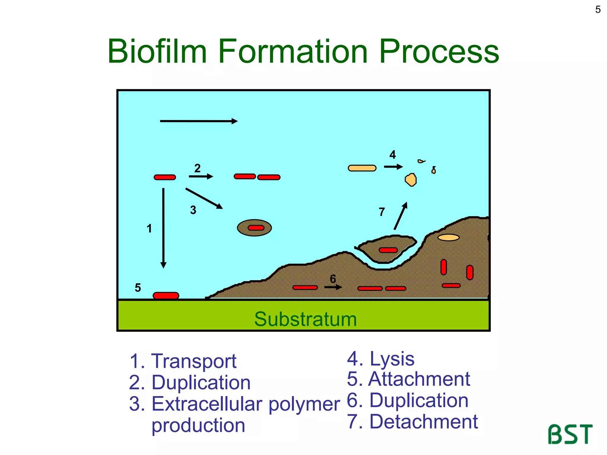 biofilm-Formation-ppt.pdf