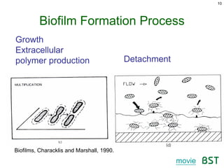 biofilm-Formation-ppt.pdf | Chemistry | Science