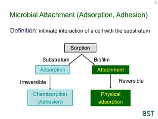 biofilm-Formation-ppt.pdf