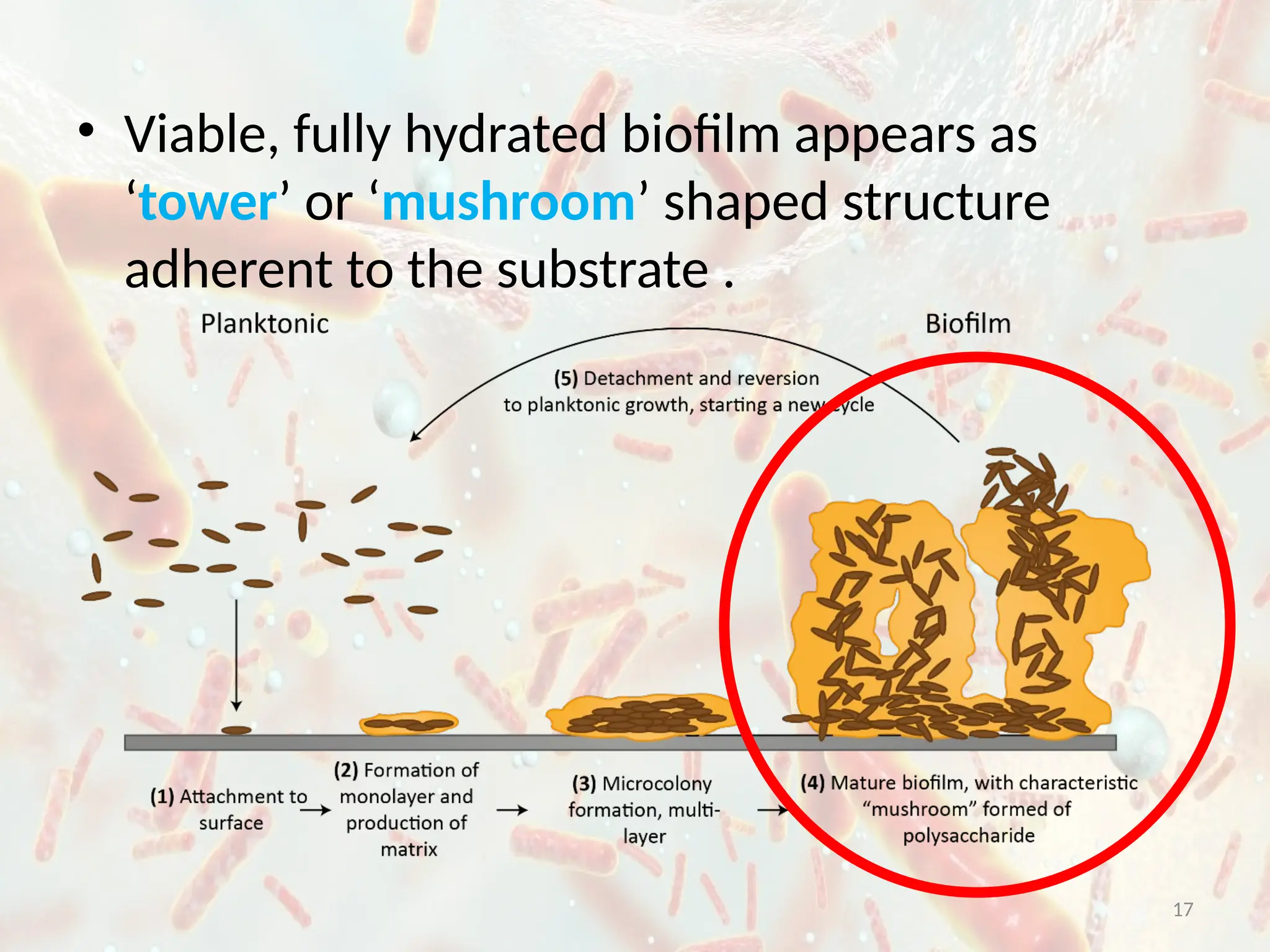 biofilm and its significance in endodontics.pptx | Dental Health | Diseases and Conditions