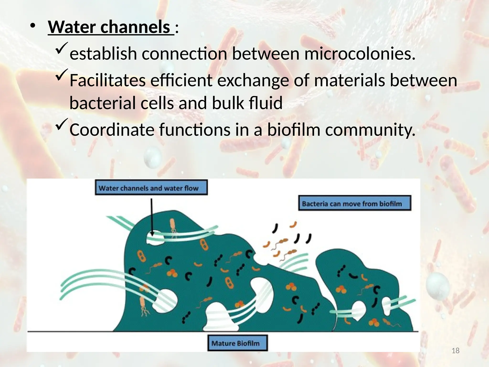 biofilm and its significance in endodontics.pptx | Dental Health | Diseases and Conditions