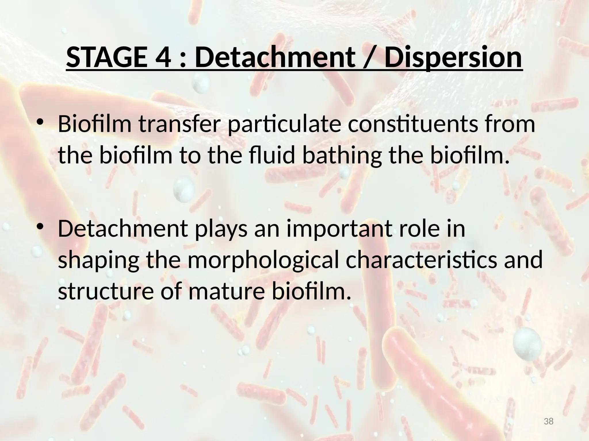 biofilm and its significance in endodontics.pptx | Dental Health | Diseases and Conditions