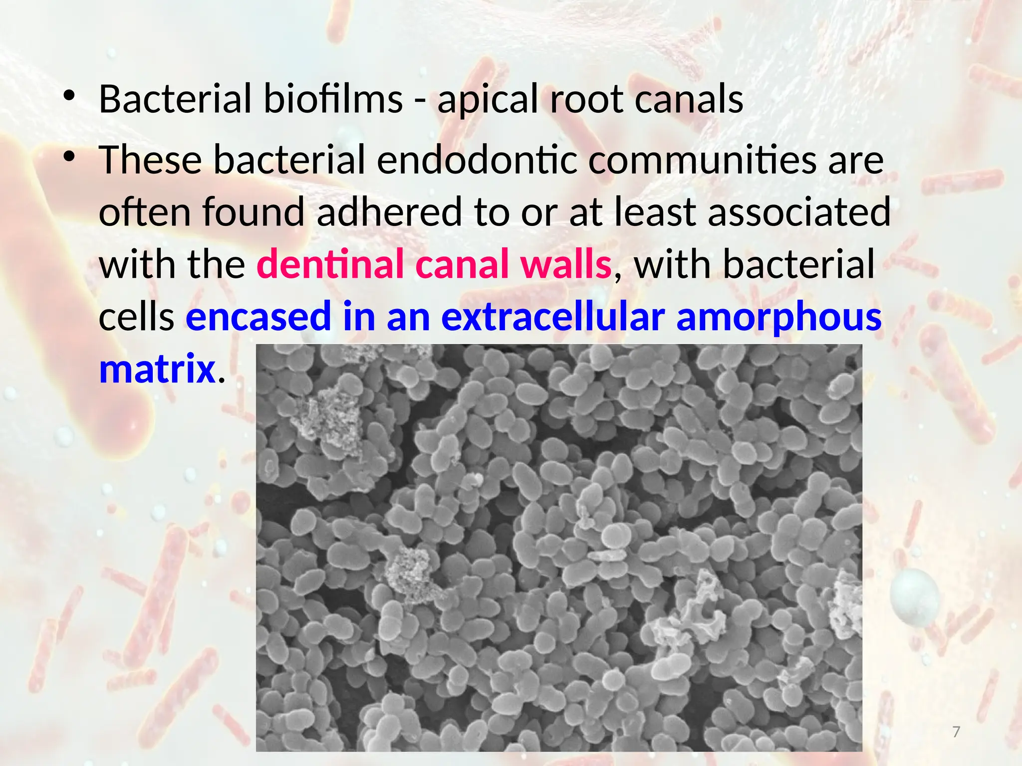 biofilm and its significance in endodontics.pptx | Dental Health | Diseases and Conditions