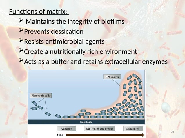 biofilm and its significance in endodontics.pptx | Dental Health | Diseases and Conditions