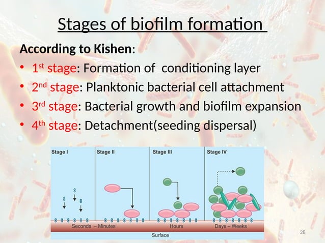 biofilm and its significance in endodontics.pptx | Dental Health | Diseases and Conditions