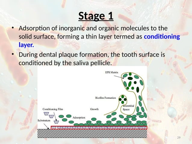 biofilm and its significance in endodontics.pptx | Dental Health | Diseases and Conditions