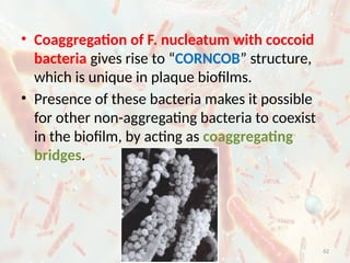 biofilm and its significance in endodontics.pptx
