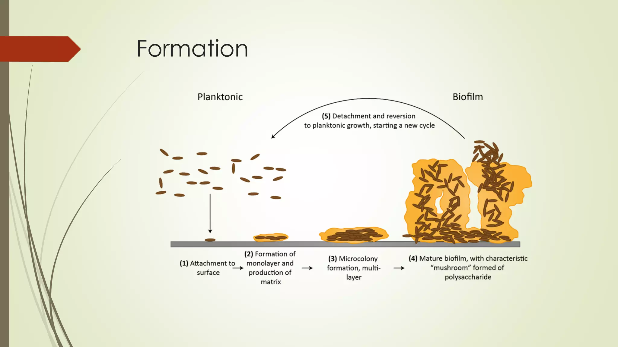 Biofilm, Biofouling.pdf