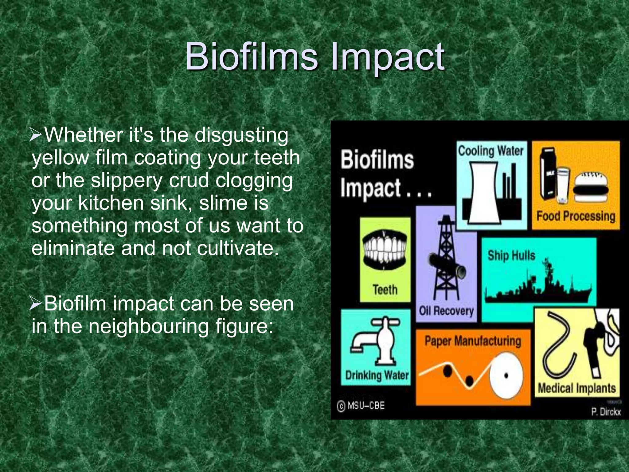 BioFilms | PPT