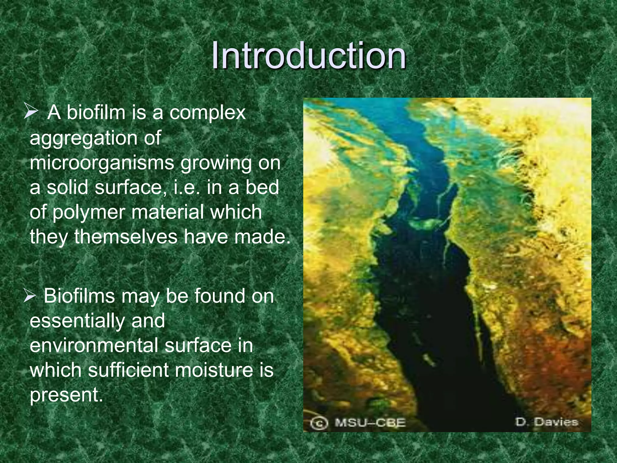 BioFilms | PPT