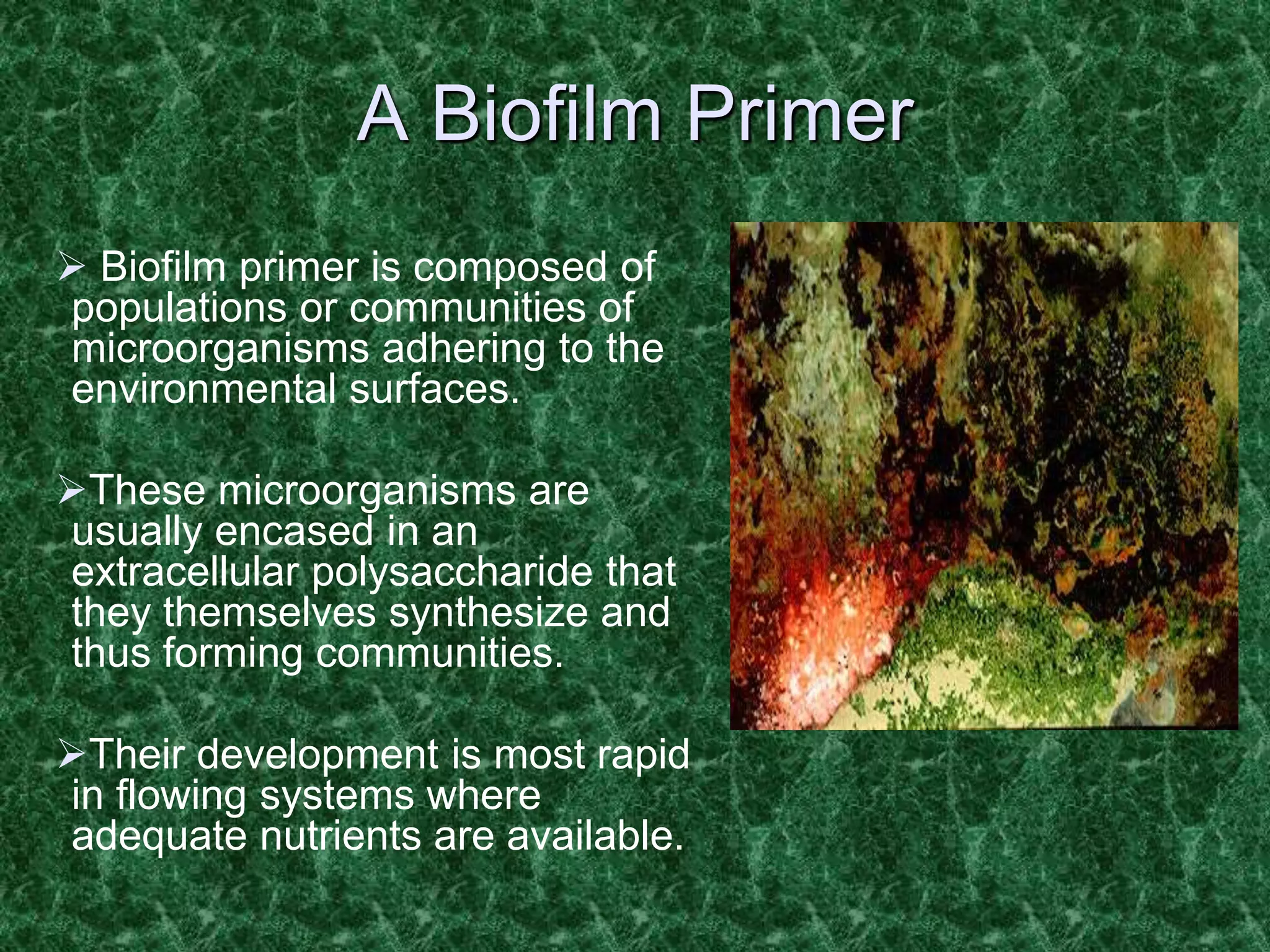 BioFilms | PPT