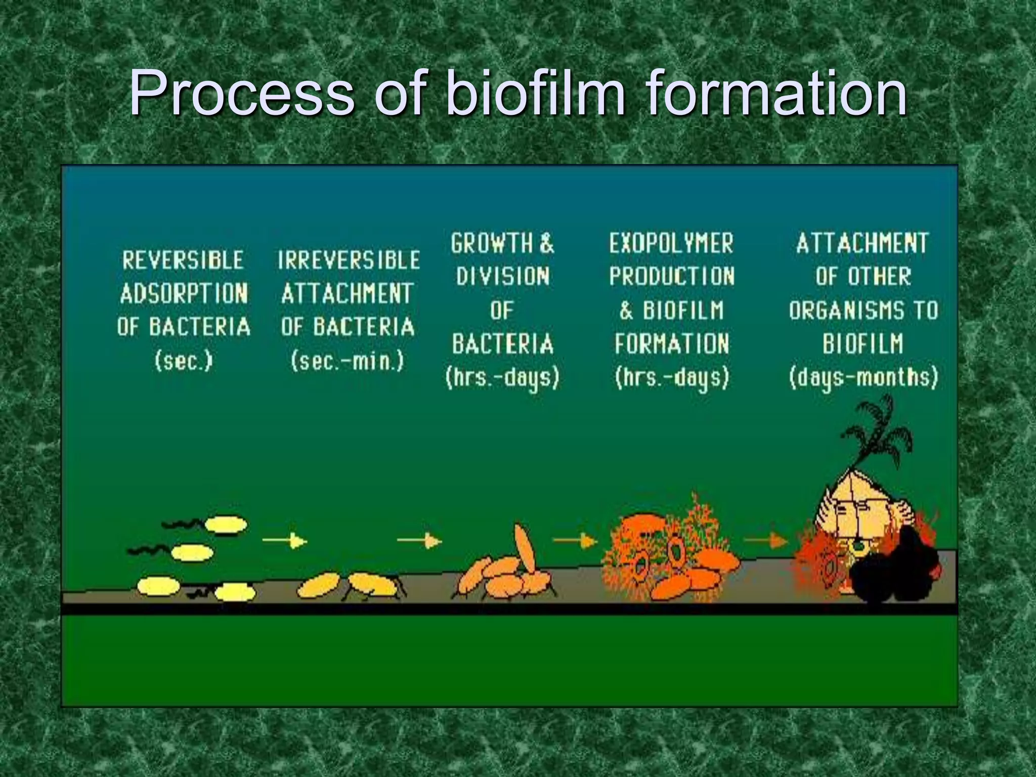 BioFilms | PPT