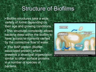 BioFilms | PPT