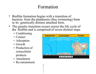 Biofilm_growth_structure_function_ppt.pptx