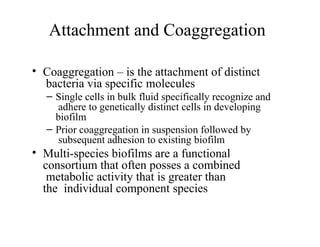 Biofilm_growth_structure_function_ppt.pptx | Free Download
