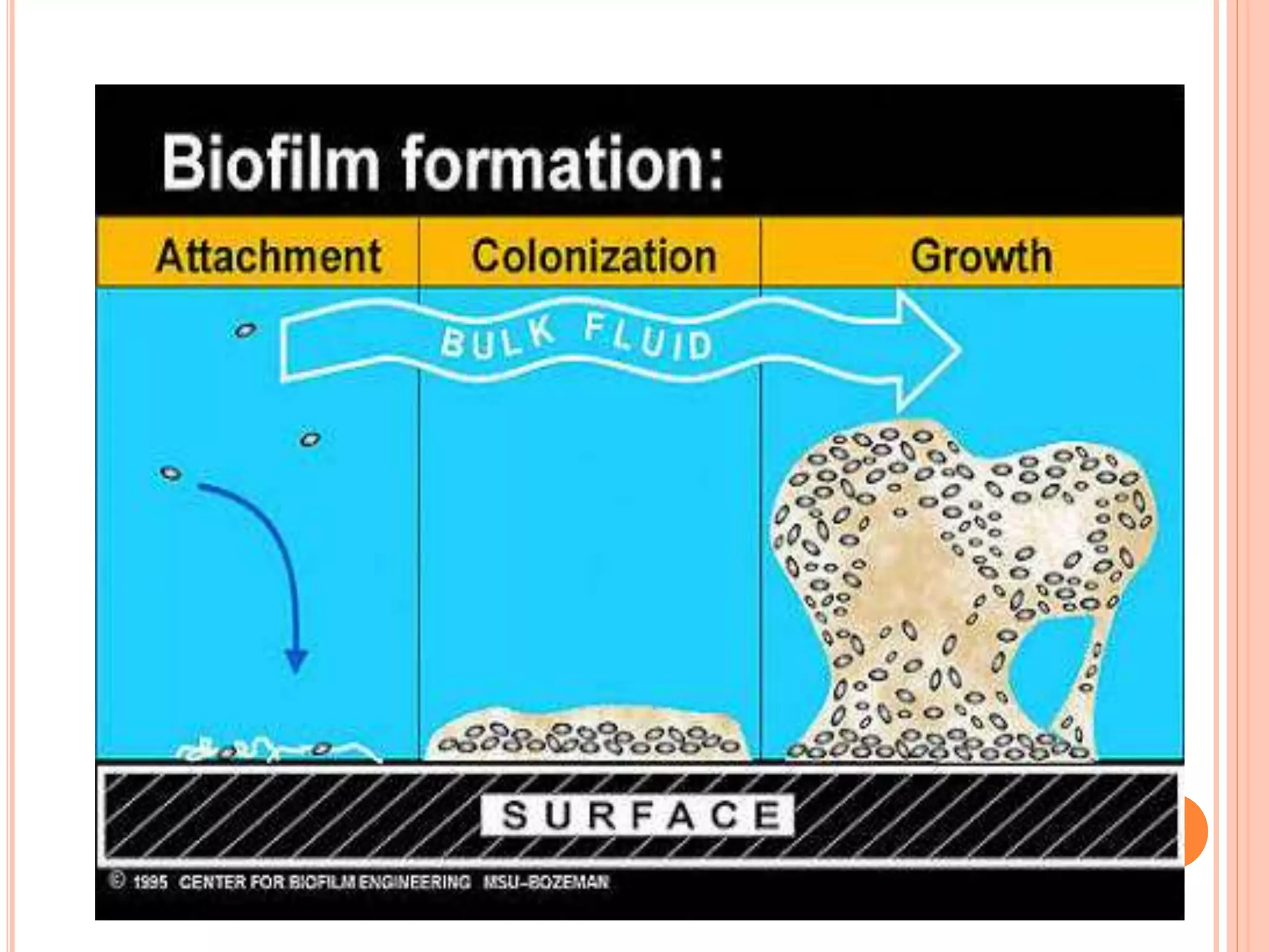 Biofilm in food industries 1 | PPTX