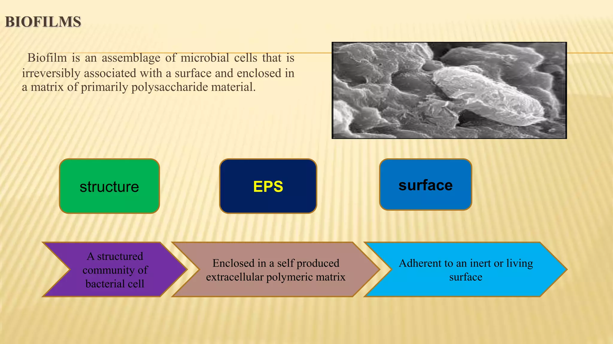 Biofilms | PPTX