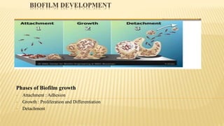 Biofilms | PPTX | Chemistry | Science